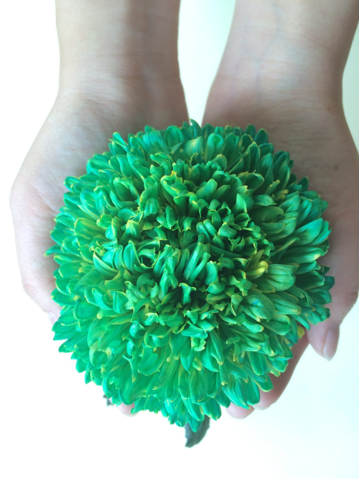 商品一覧 - ZAPPER JAPAN