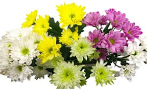 商品一覧 - ZAPPER JAPAN