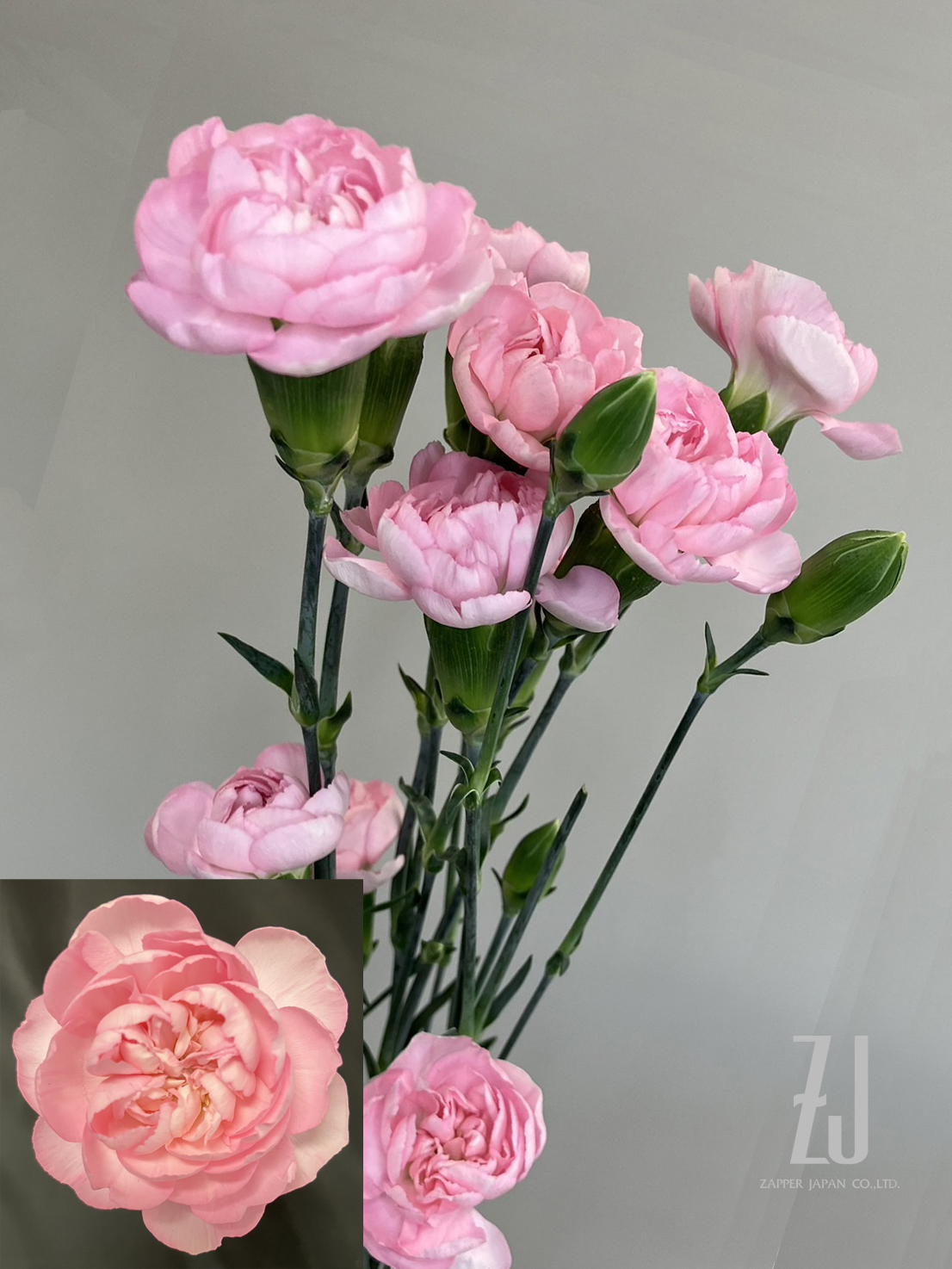 SPカーネーション - ZAPPER JAPAN