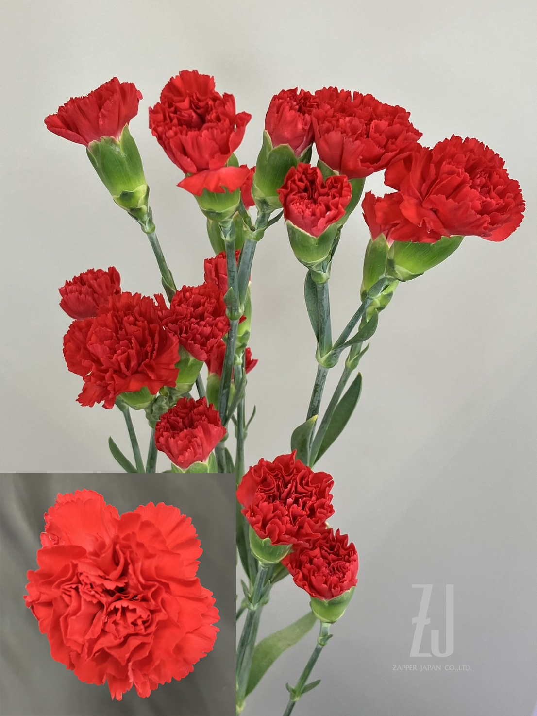 SPカーネーション - ZAPPER JAPAN