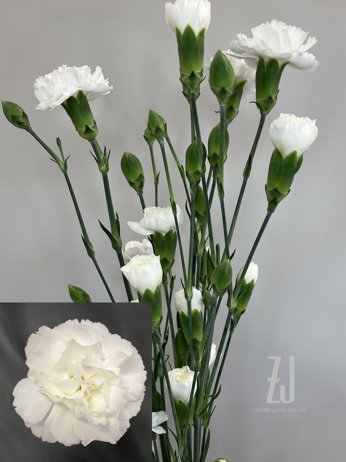 SPカーネーション - ZAPPER JAPAN