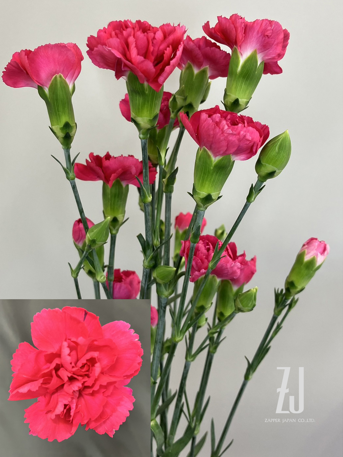 SPカーネーション - ZAPPER JAPAN