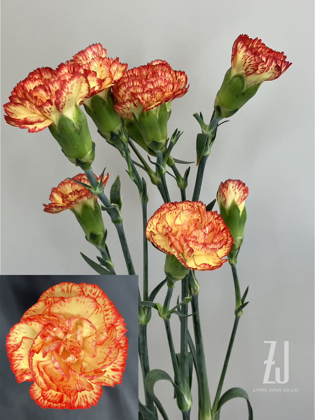 SPカーネーション - ZAPPER JAPAN