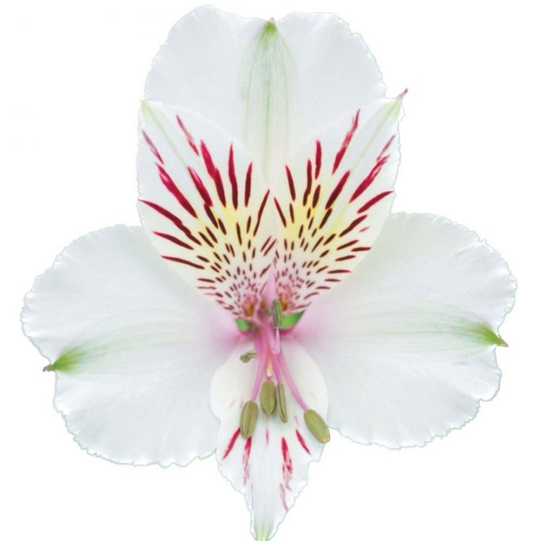 アルストロメリア - ZAPPER JAPAN