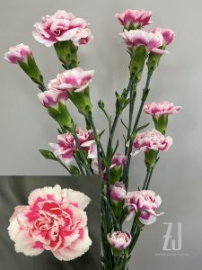 SPカーネーション - ZAPPER JAPAN