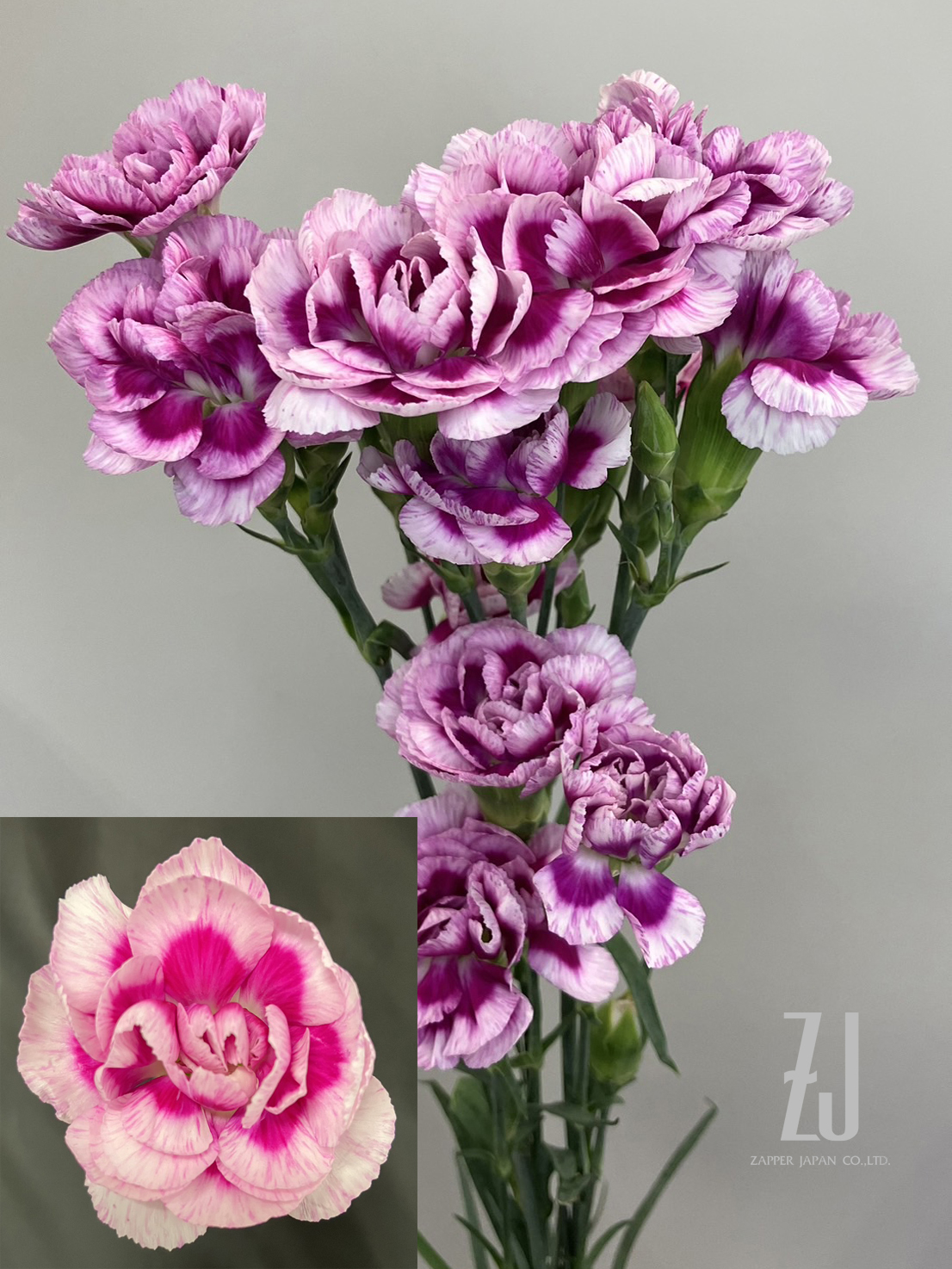 SPカーネーション - ZAPPER JAPAN