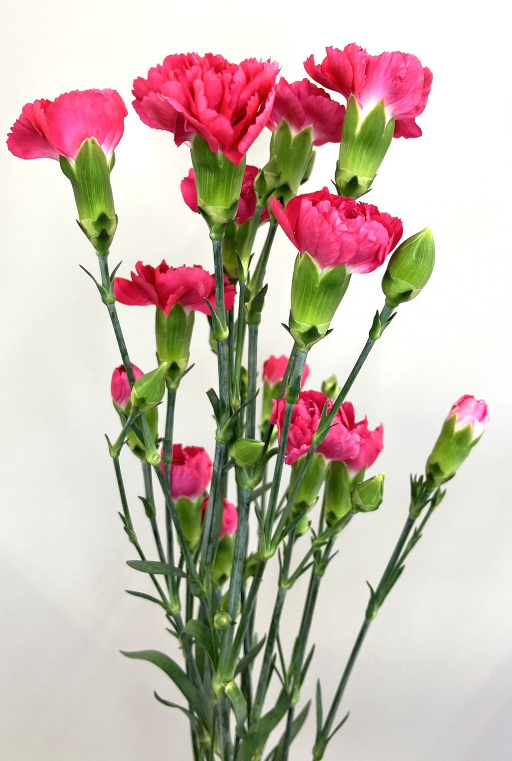 商品一覧 - ZAPPER JAPAN