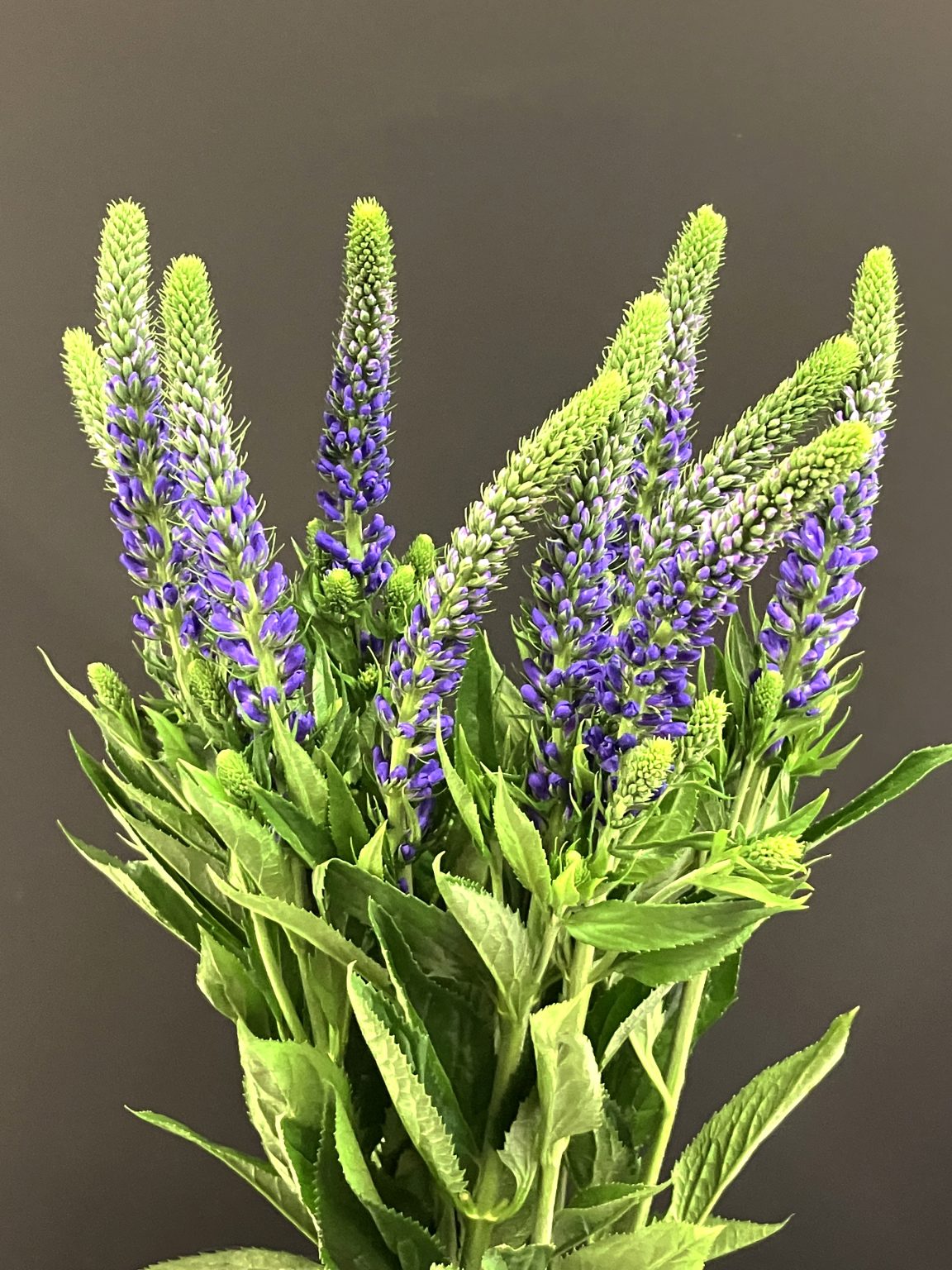 商品一覧 - ZAPPER JAPAN