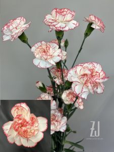 SPカーネーション - ZAPPER JAPAN