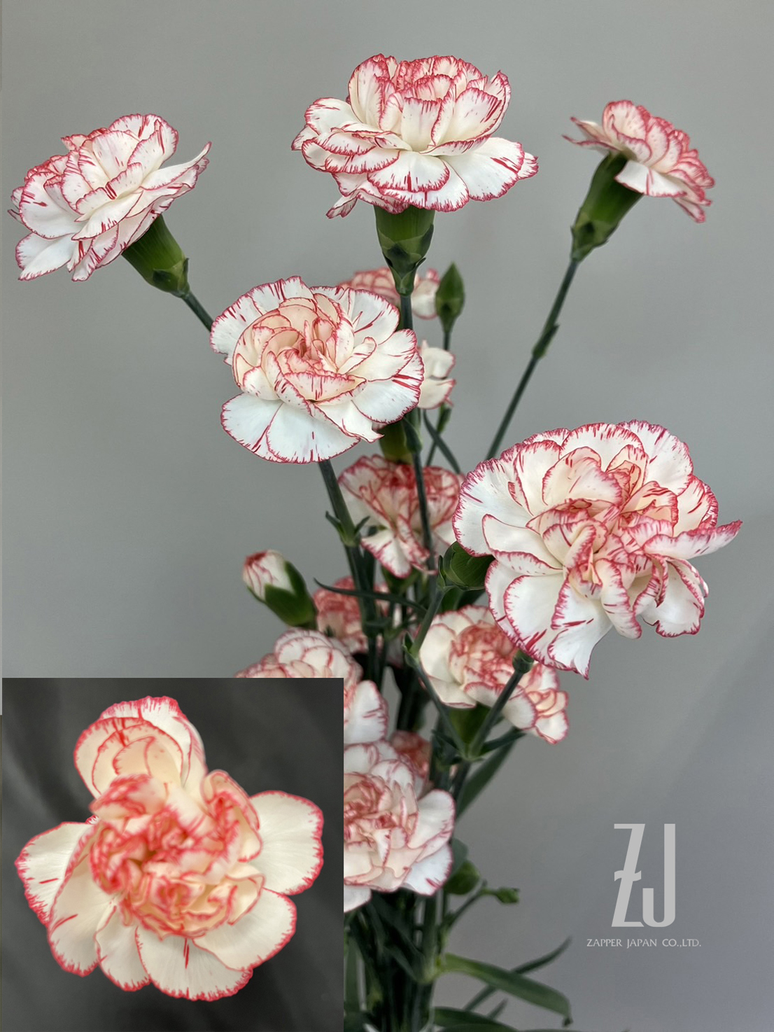 SPカーネーション - ZAPPER JAPAN