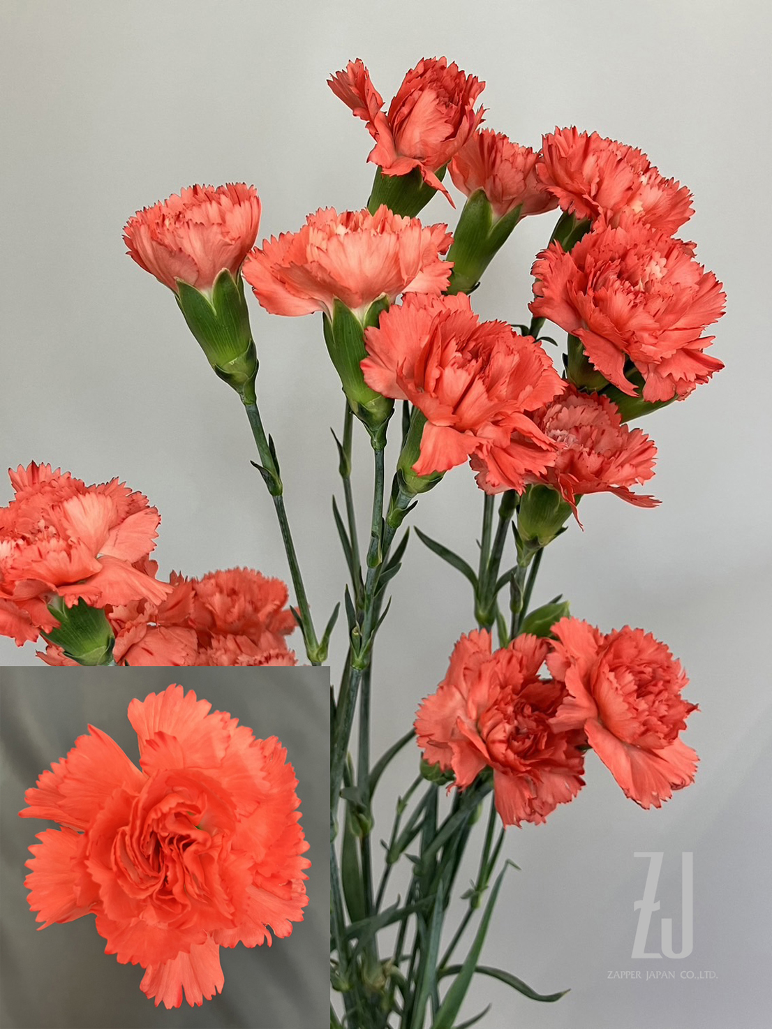 SPカーネーション - ZAPPER JAPAN
