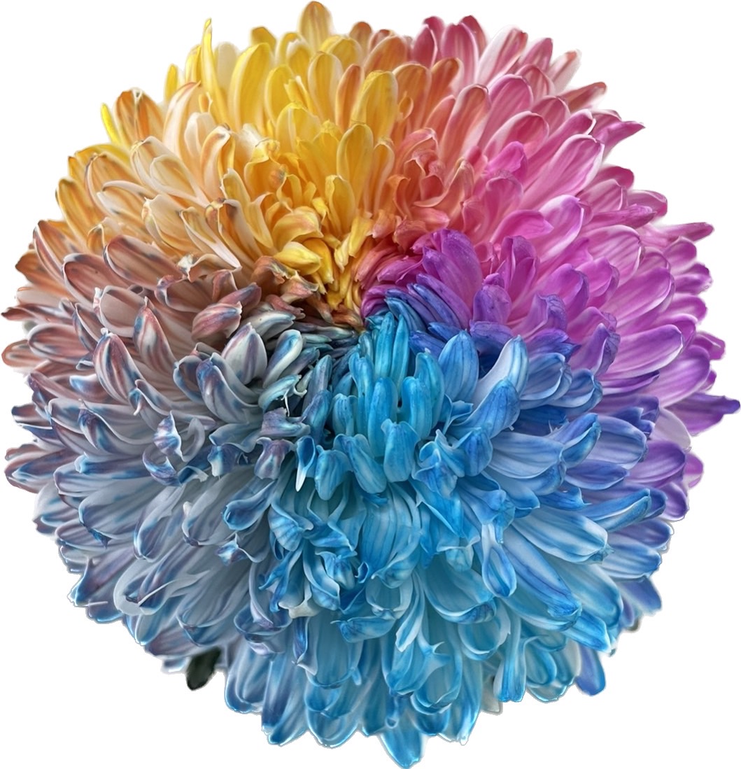 Peony - ZAPPER JAPAN