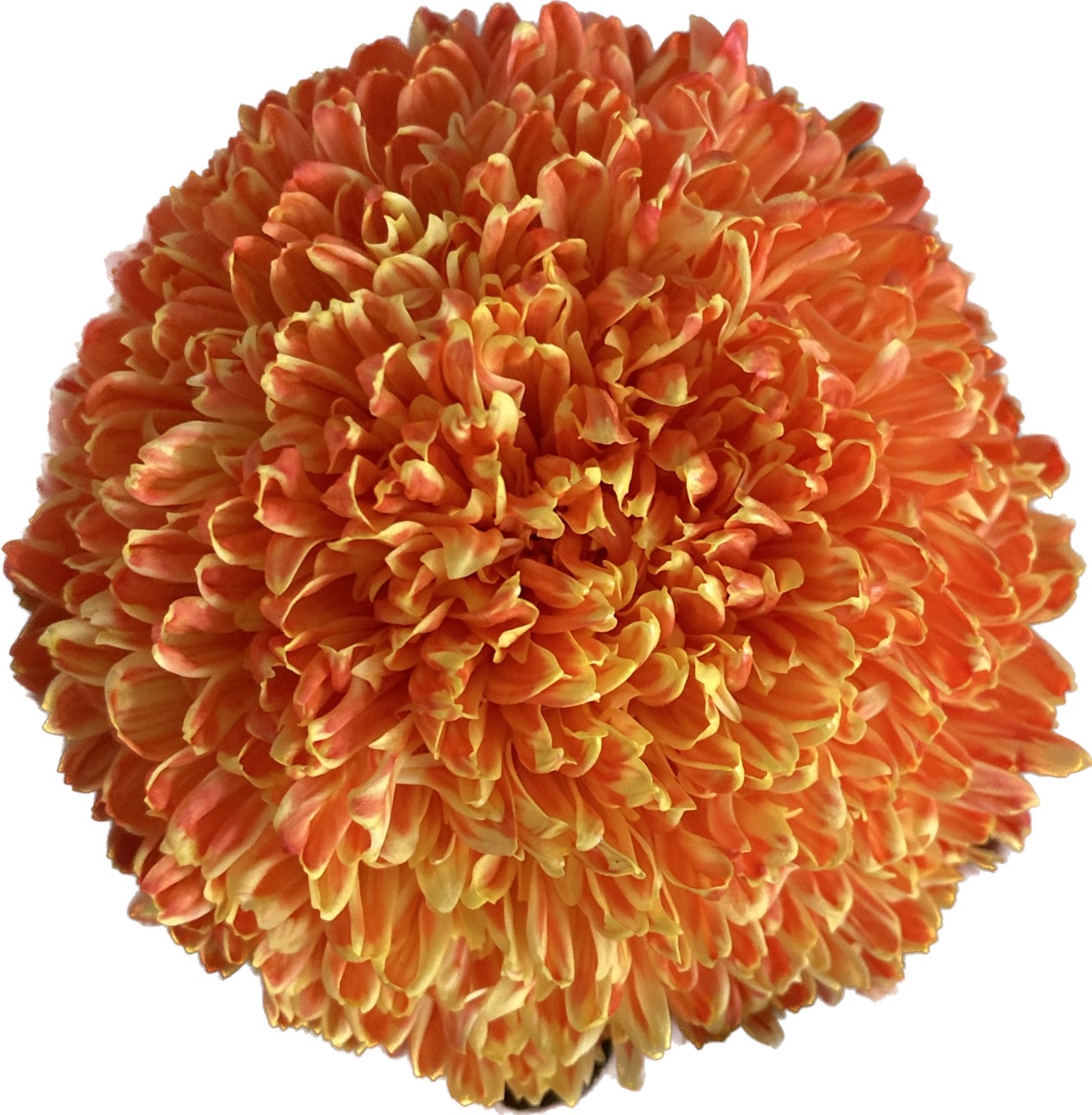 Peony - ZAPPER JAPAN