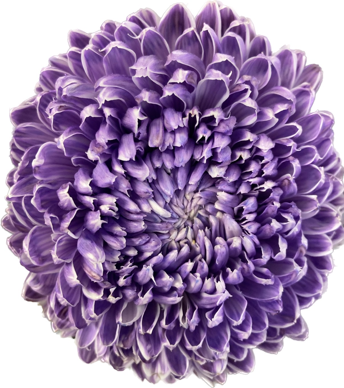 Peony - ZAPPER JAPAN